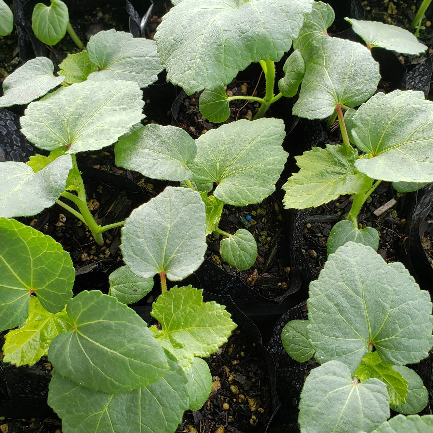 NZ Veggie Plants uses uses EAN-13 barcodes from Barcodes NZ